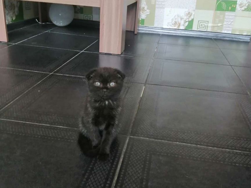 Британские вислоухие котята