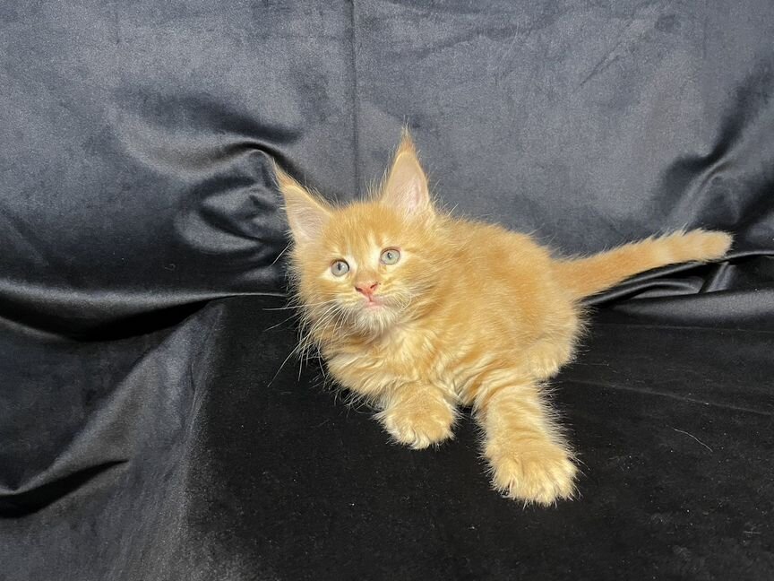 Котята мэйн кун