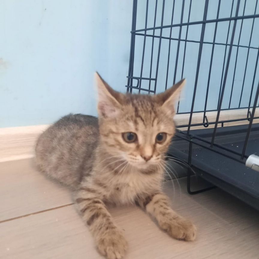 Котятки ребятки