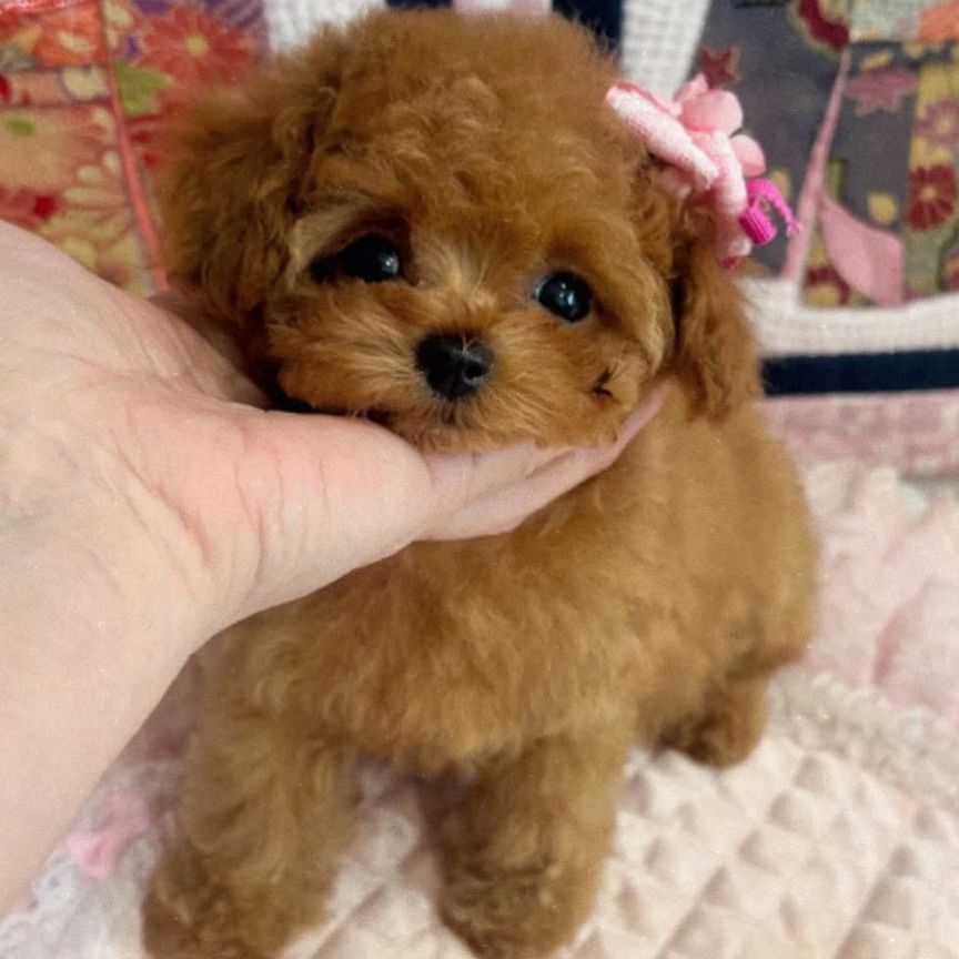 Той-пудель, щенок