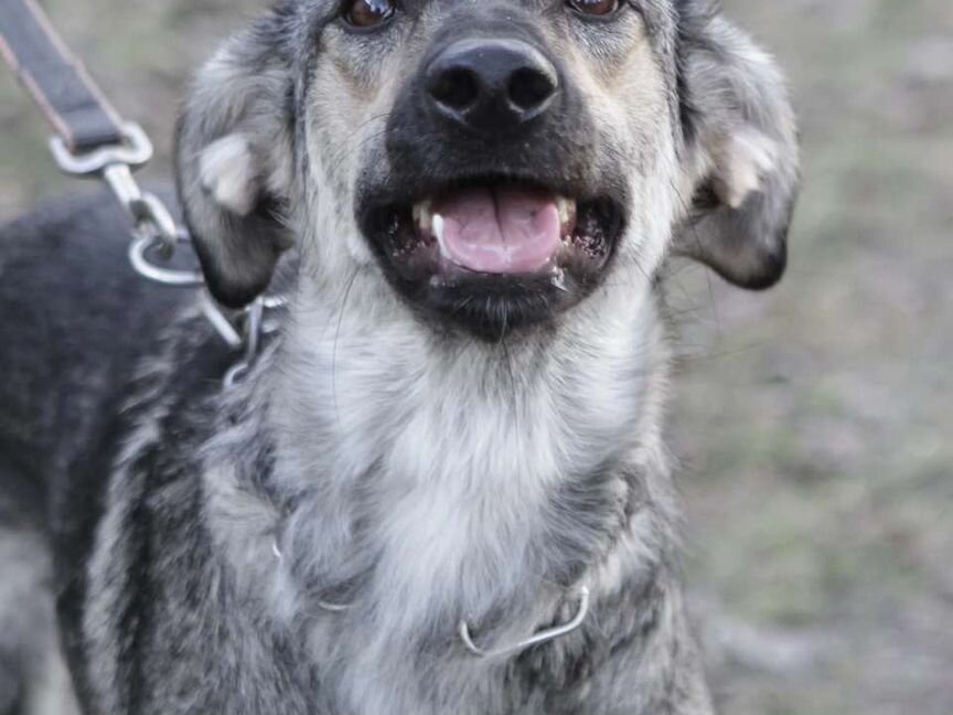 Собака Нора бесплатно