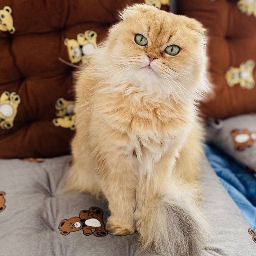 Шотландская вислоухая длинношёрстная, взрослая кошка