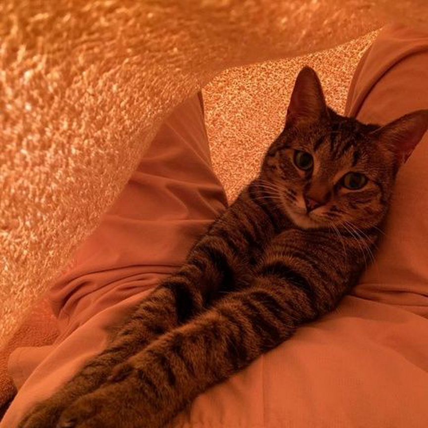 Бусинка, домашняя кошка