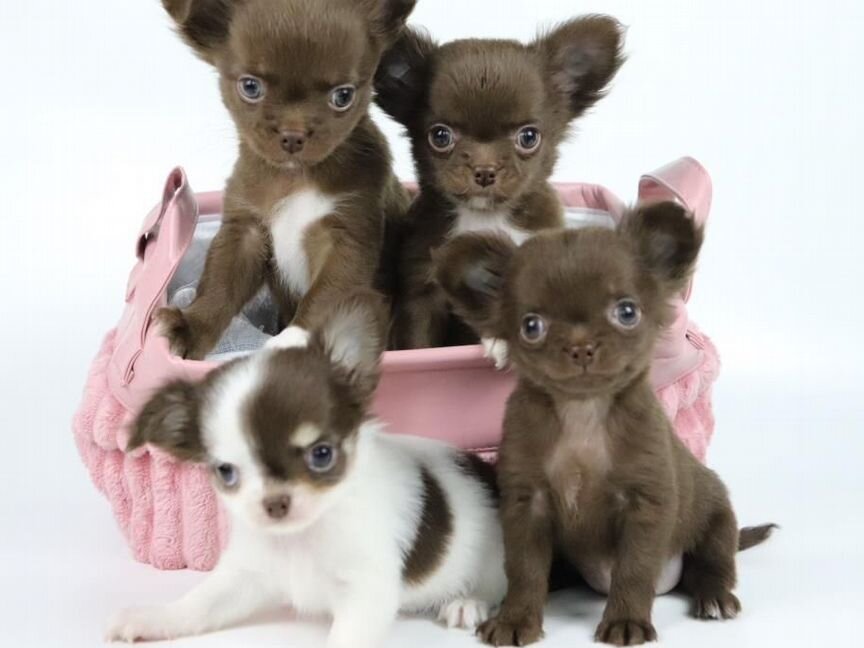 Чихуахуа Шоколадные пушистики