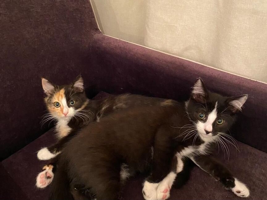 Котята, 4,5 месяца