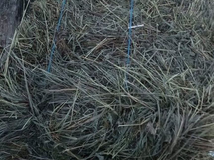 Продажа сена в тюках