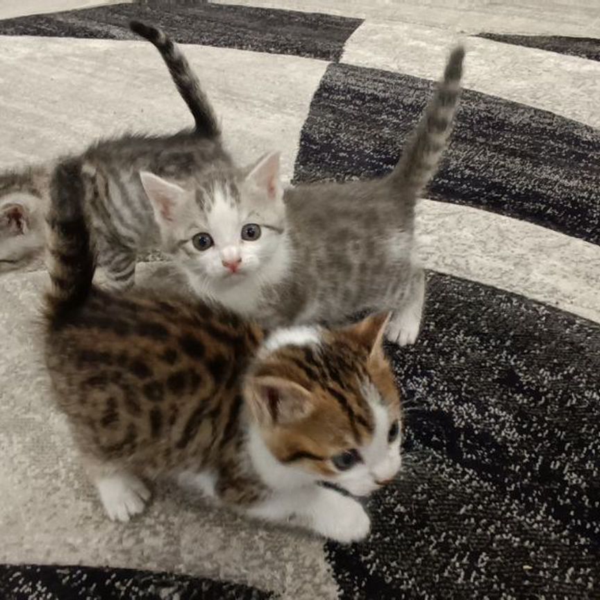 Котята