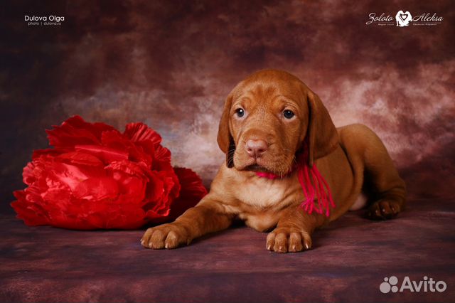 Щенки венгерской выжлы мальчики и Девочки питомник