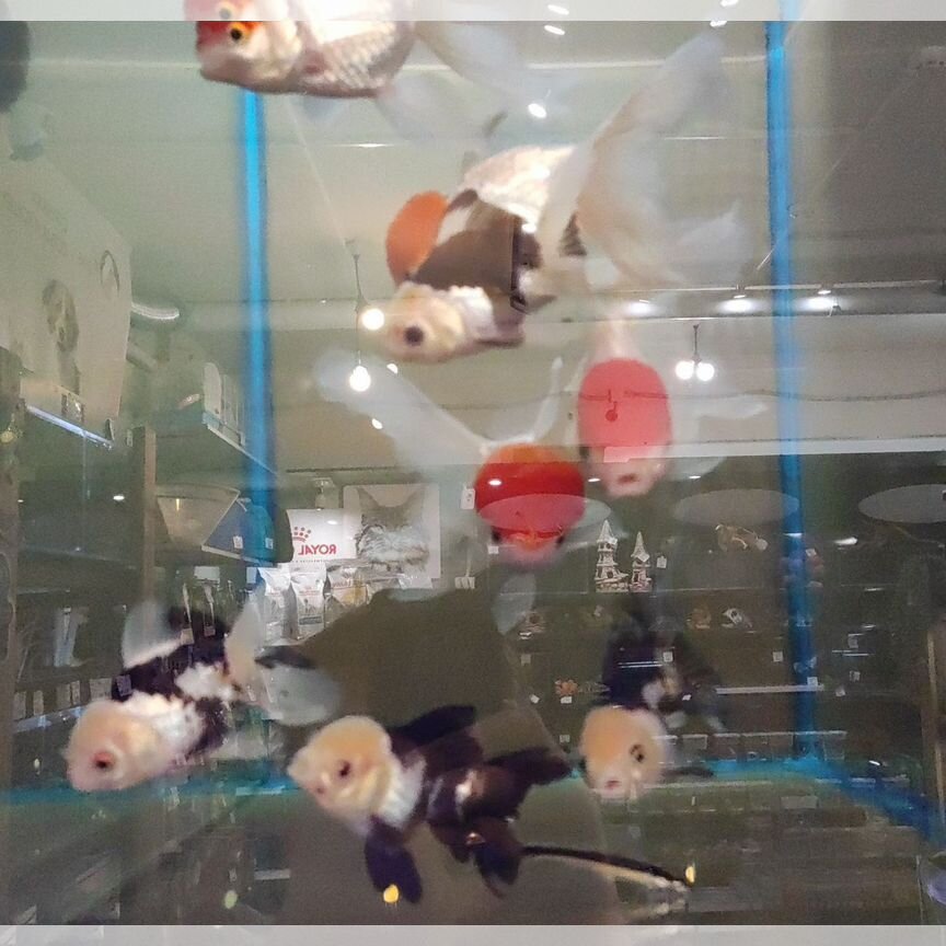 Красная шапочка золотая рыбка 10см