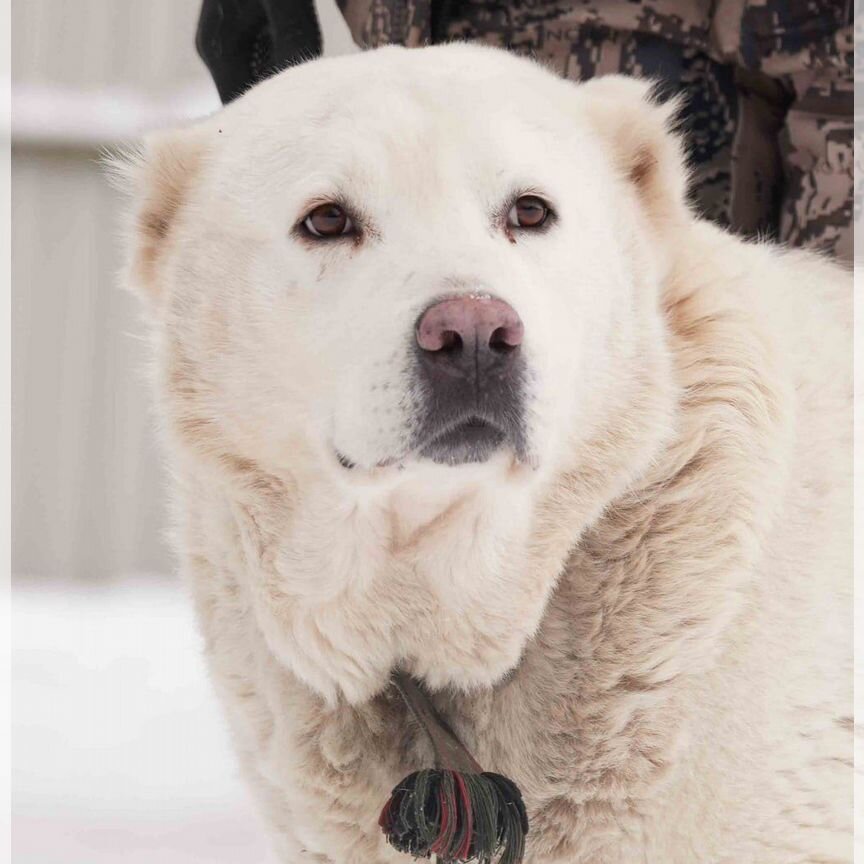 Среднеазиатская овчарка, щенок