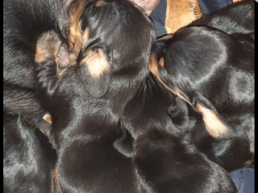 Алиментный щенок таксы