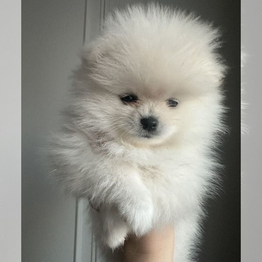 Померанский шпиц, щенок