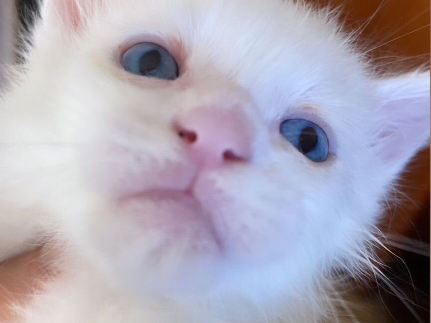 Котенок мейн-кун голубоглазый