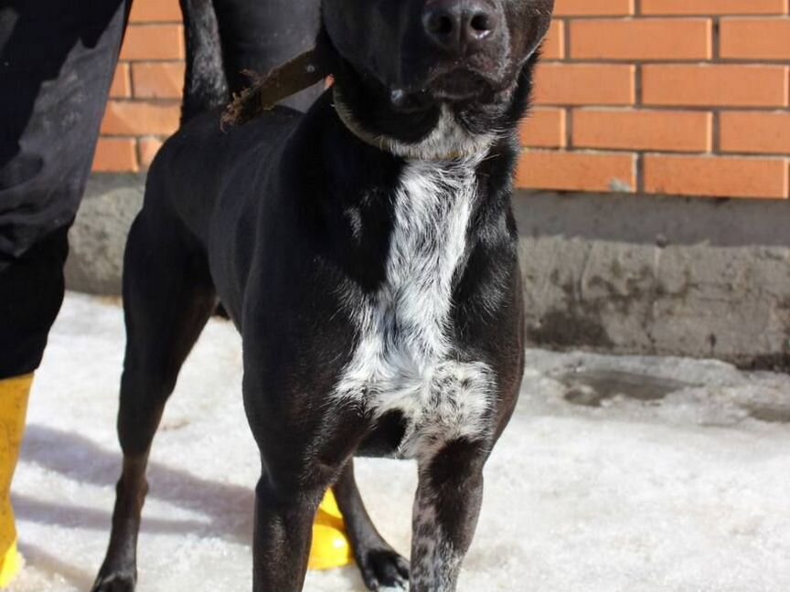 Витас, собака в поиске дома