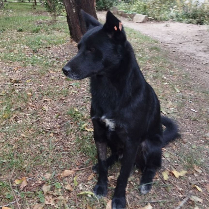 Блэк очень хочет жить