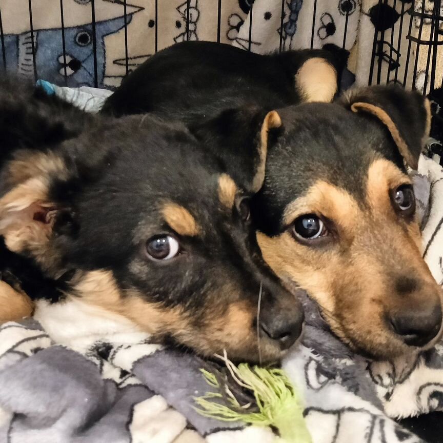 Щенки мальчик и девочка