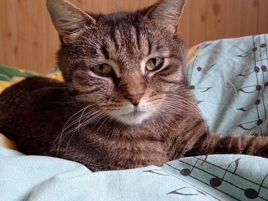 Полосатый котик