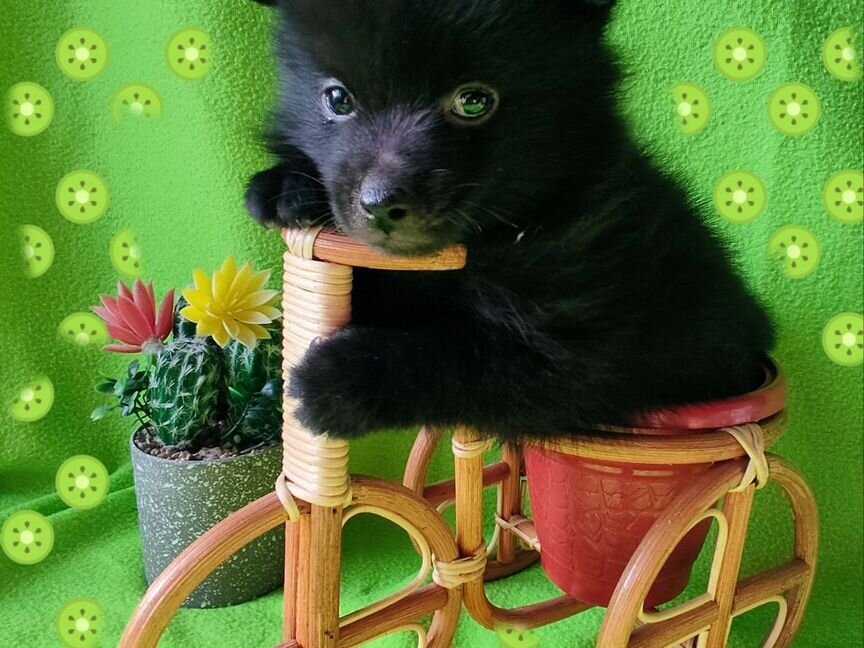 Щенки Схипперке