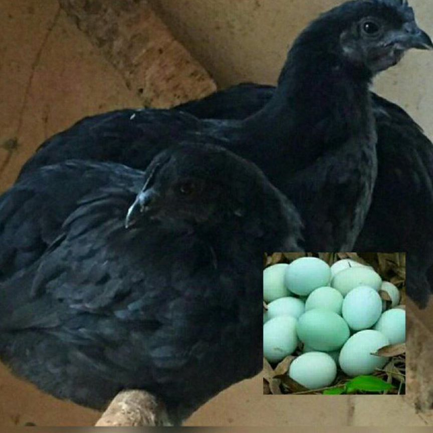 Ия кур Ухейилюй и Лакеданзи