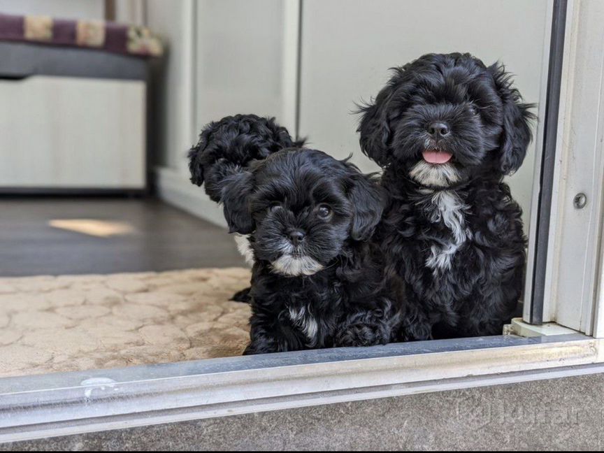 Щенки мальтипу f1