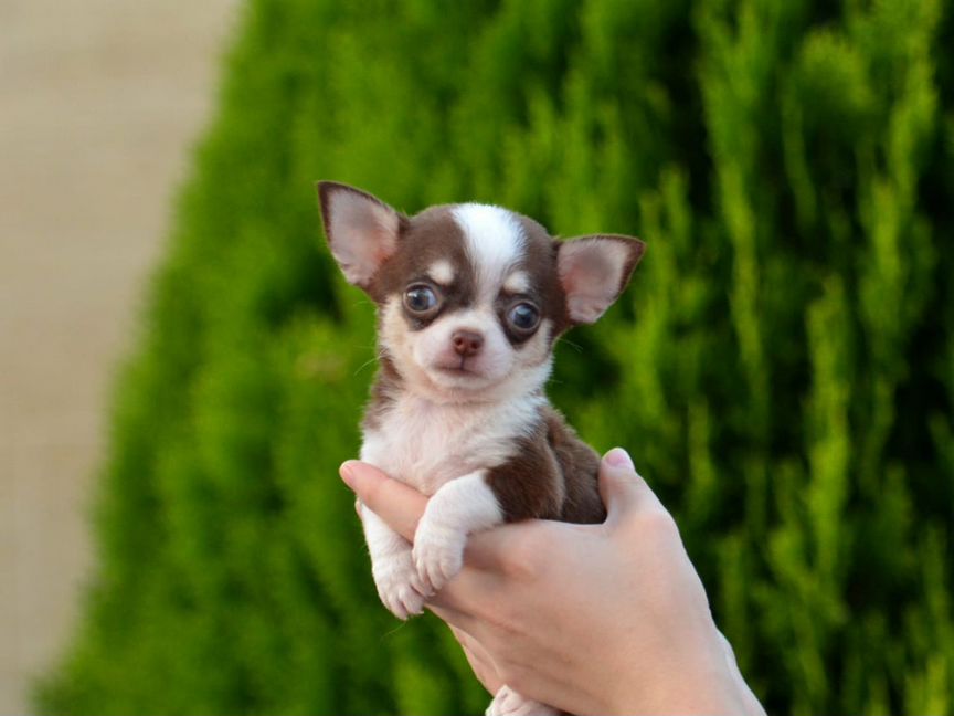 Мальчик Чихуахуа Мини