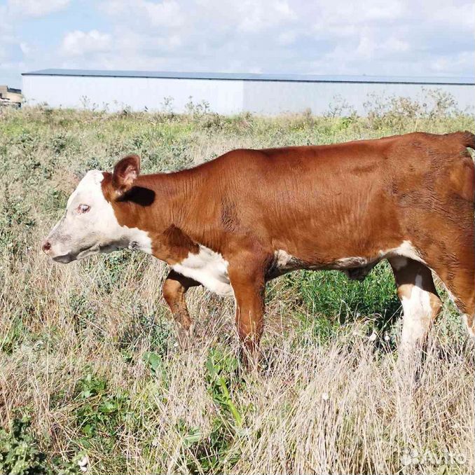 Бычки телки на докорм