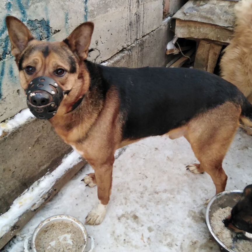 Взрослый пёс в добрые руки