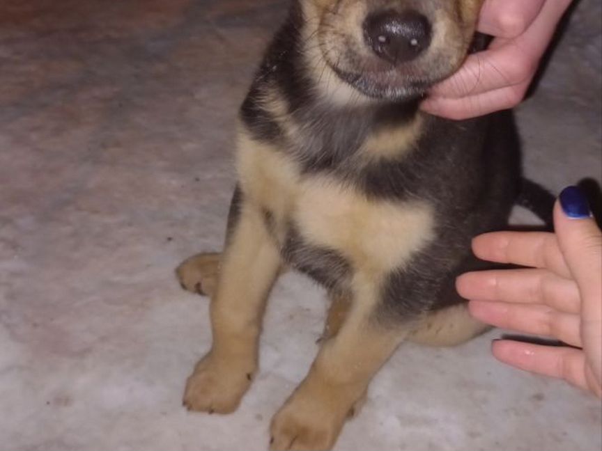 Чудесный щенуля ищет Дом