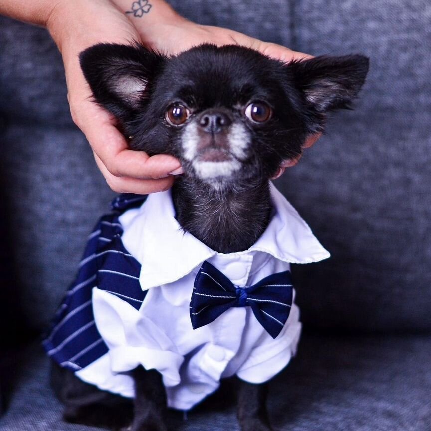 Смокинг для собаки