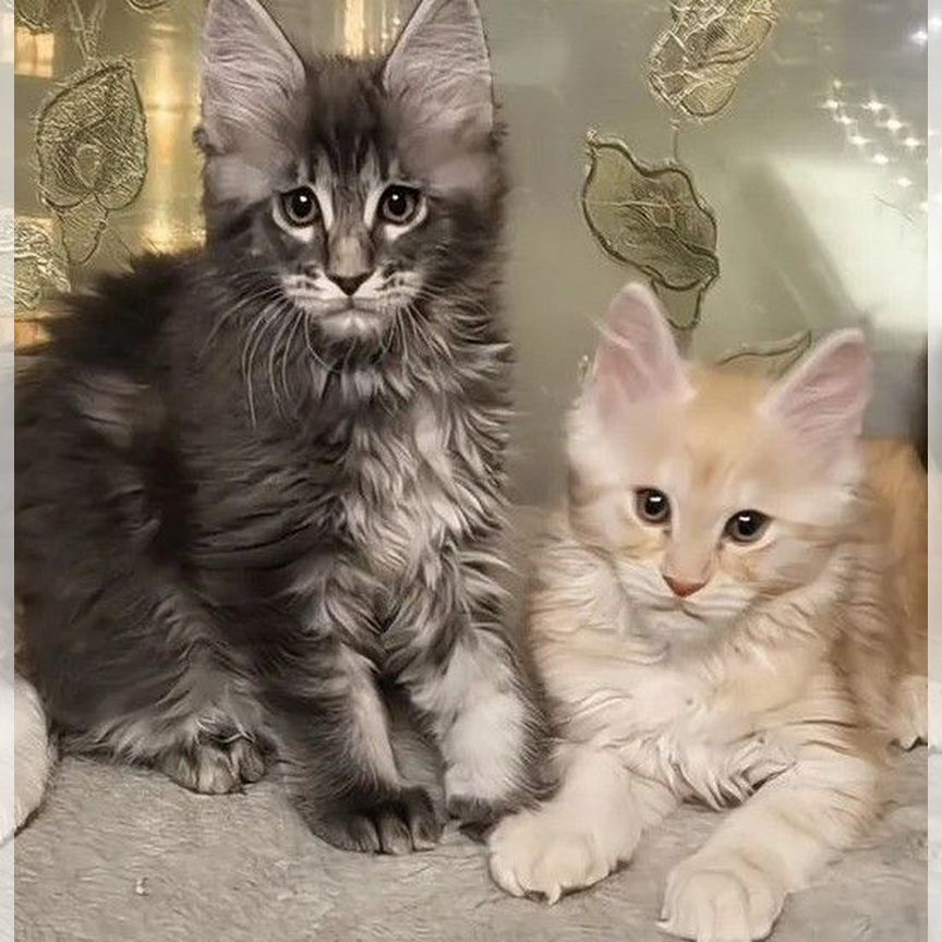 Мейн-кун котёнок