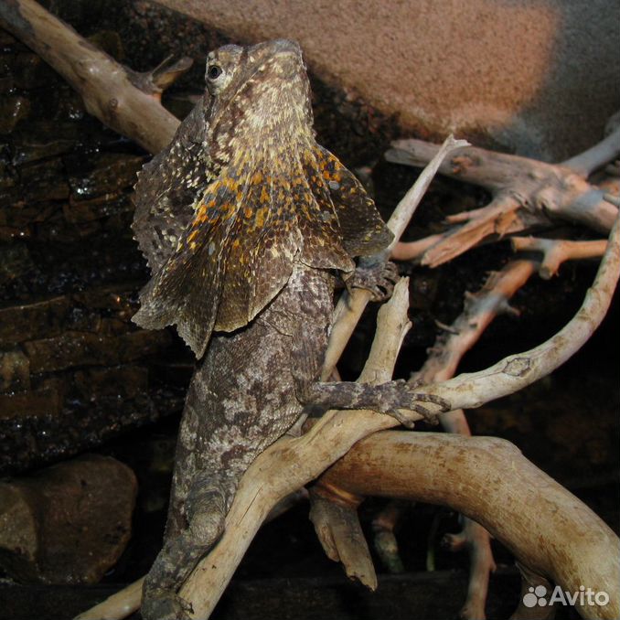 Ящерица Агама Плащеносная