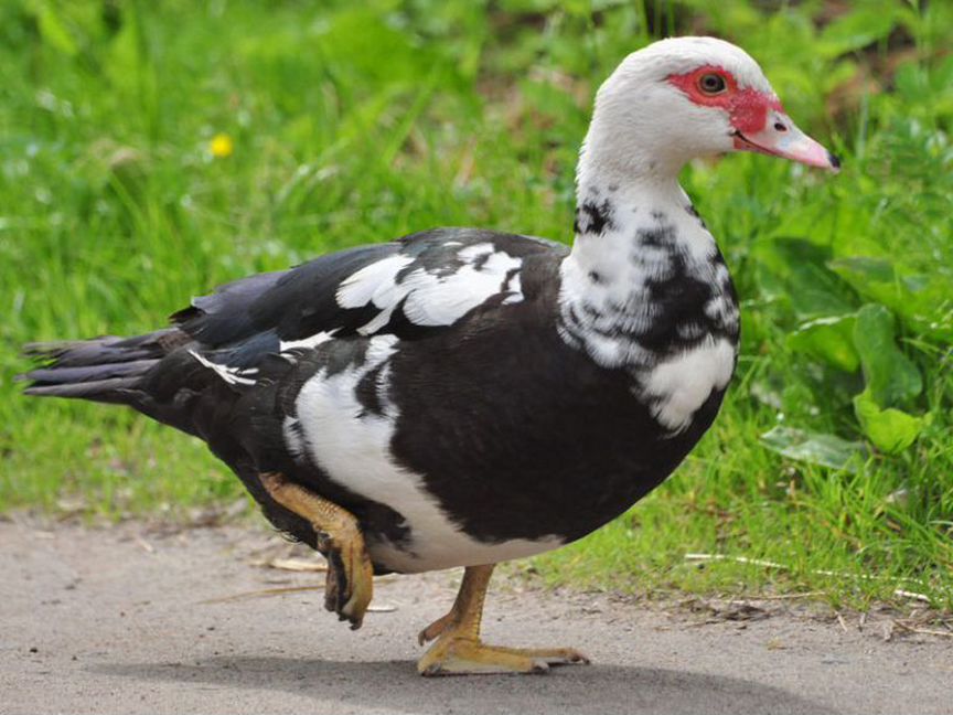 Индоутки и гуси