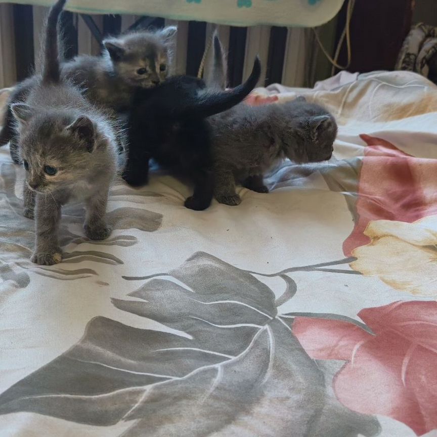 Котёнок в добрые руки