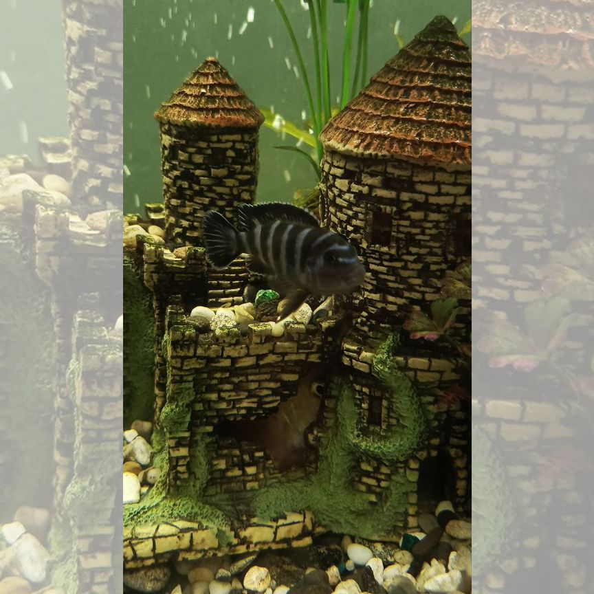 Рыбки цихлиды