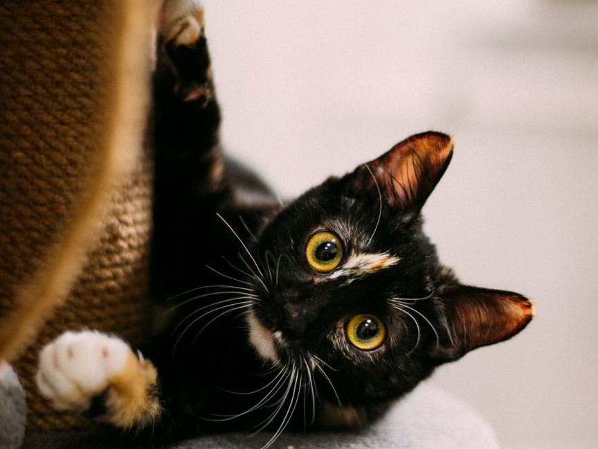 Котенок девочка