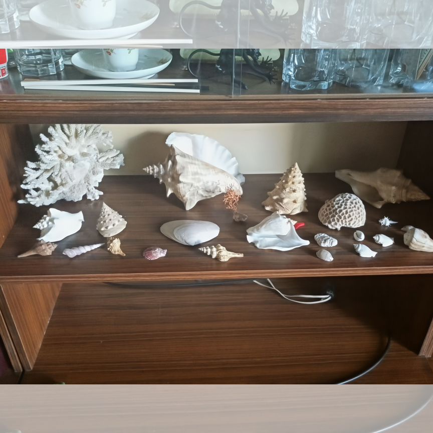 Кораллы, ракушки