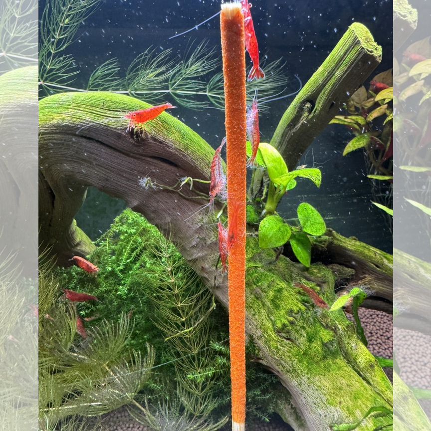 Креветки аквариумные вишня