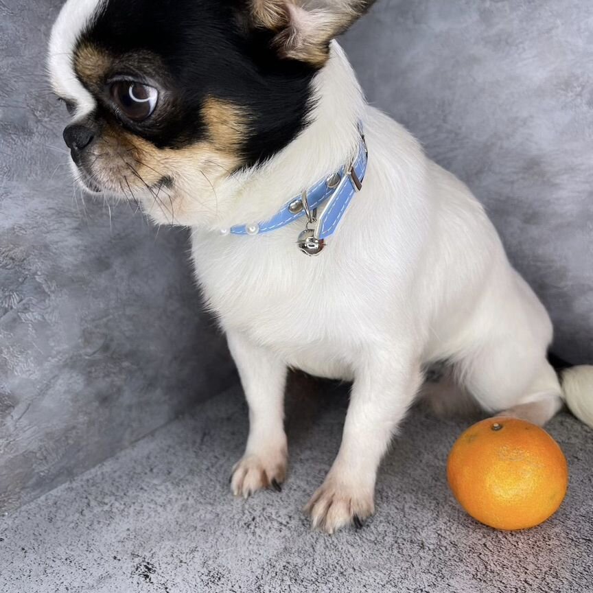 Мальчик Чихуахуа в Экстремальном типе