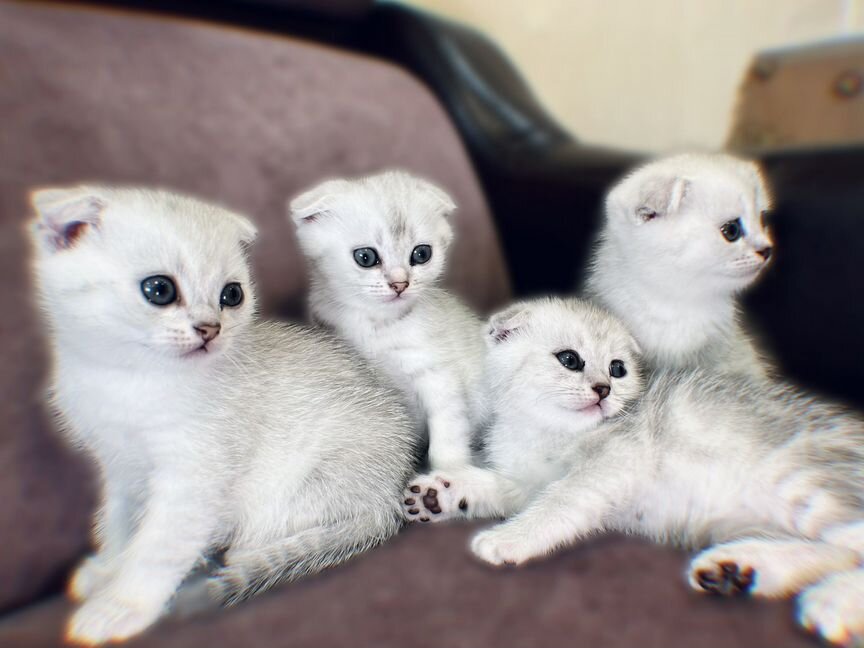 Шотландская вислоухая