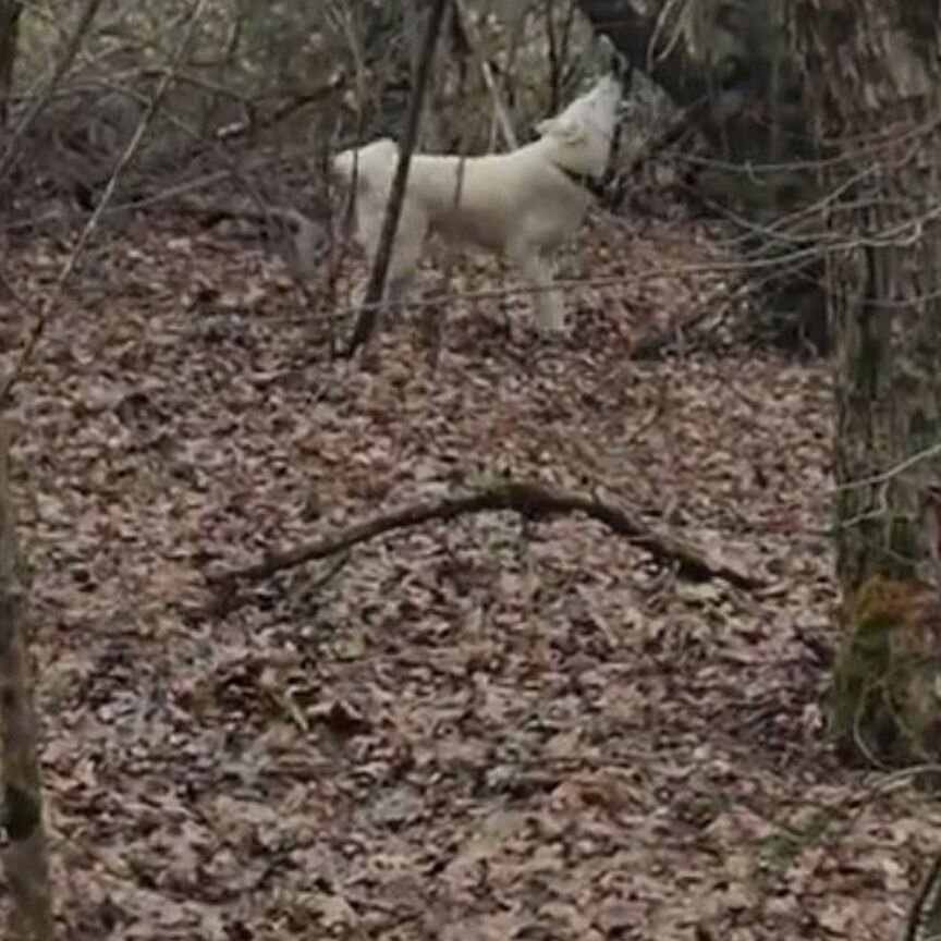 Лайка, щенок