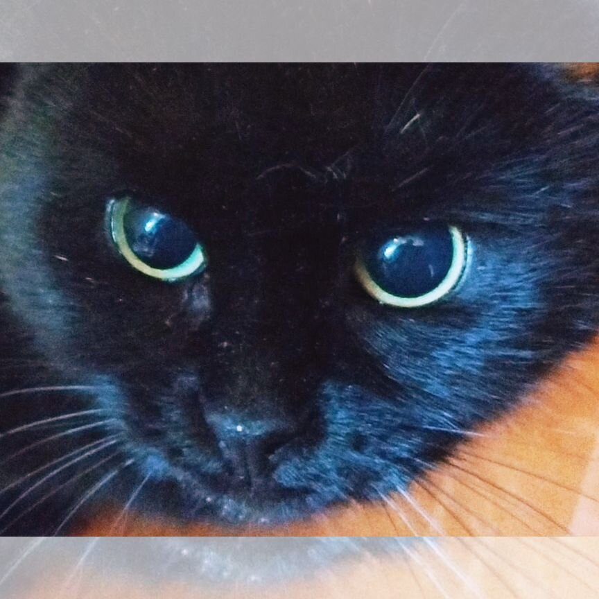 Взрослая кошка в добрые руки