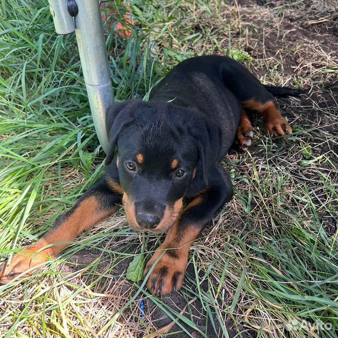 Щенки ротвейлера продажа