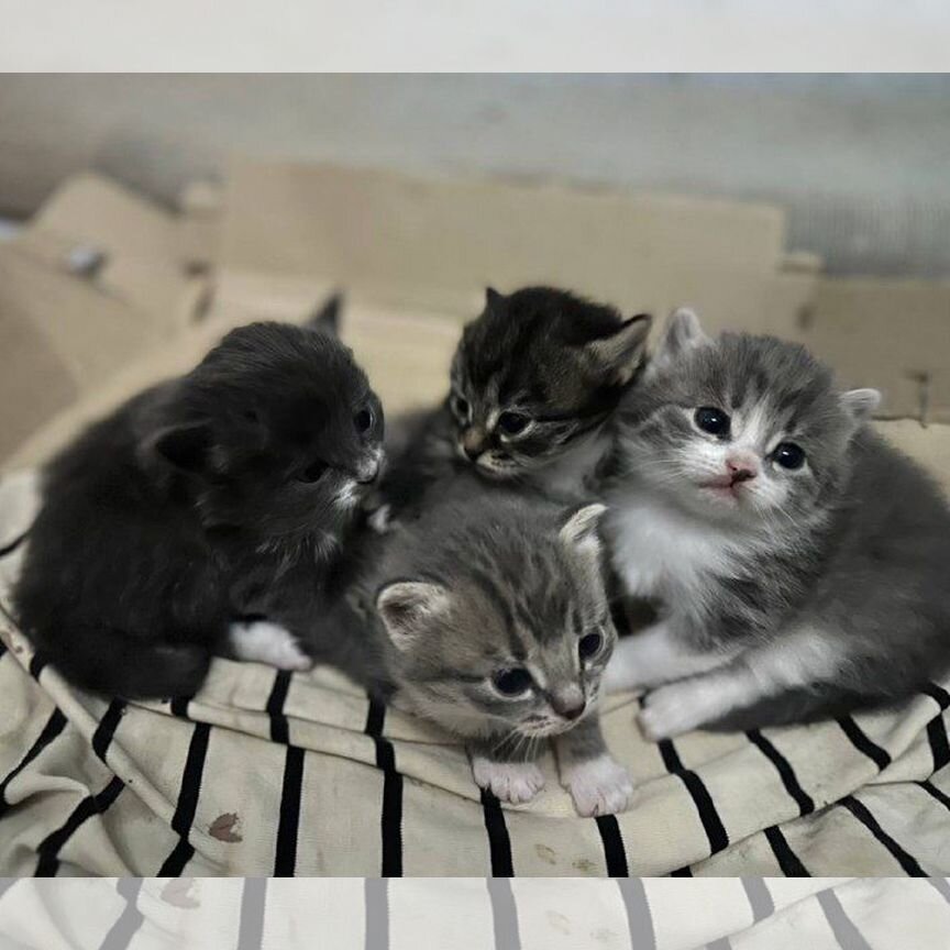 Котёнок в добрые руки