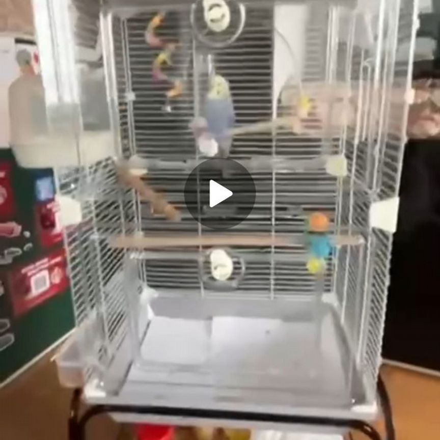 Волнистый попугай