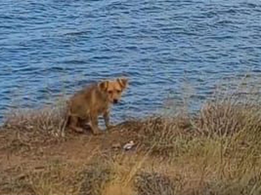 Вывезли собачку маленькую к обрыву помогите