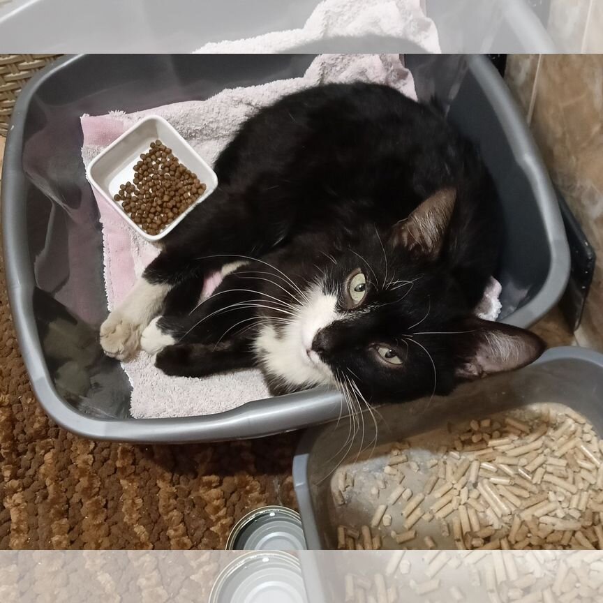Кота предали недохозяева в добрые руки