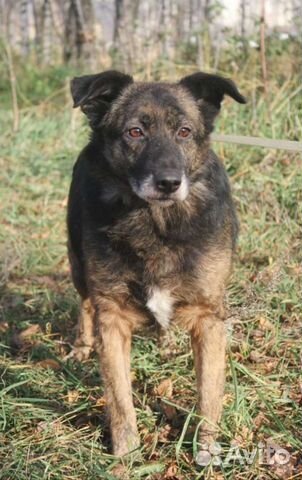 Милая собачка Баллин ищет дом