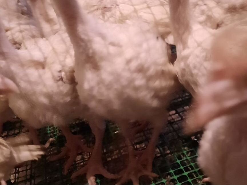 Подрощенные индюшата