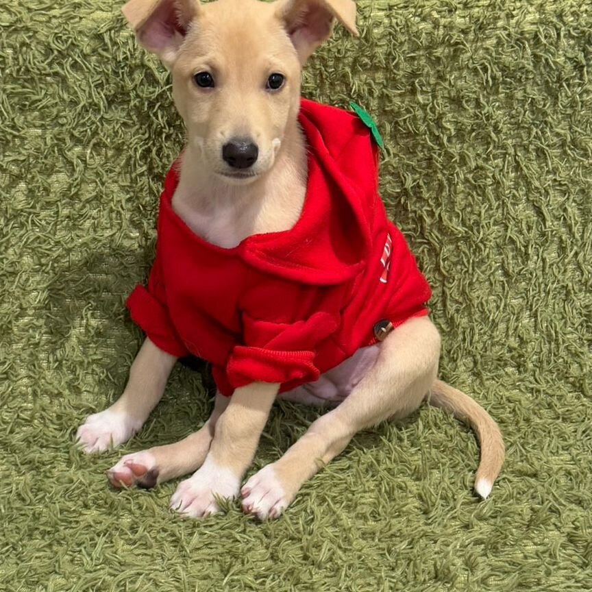 Собака в добрые руки отдам бесплатно