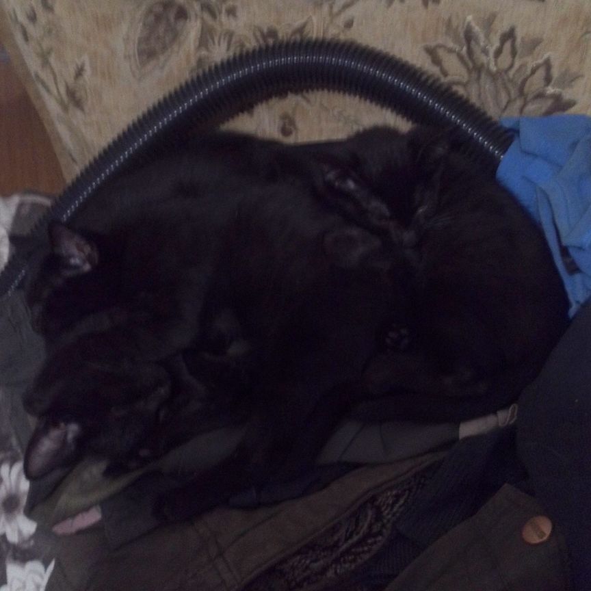 Черный котенок в добрые руки